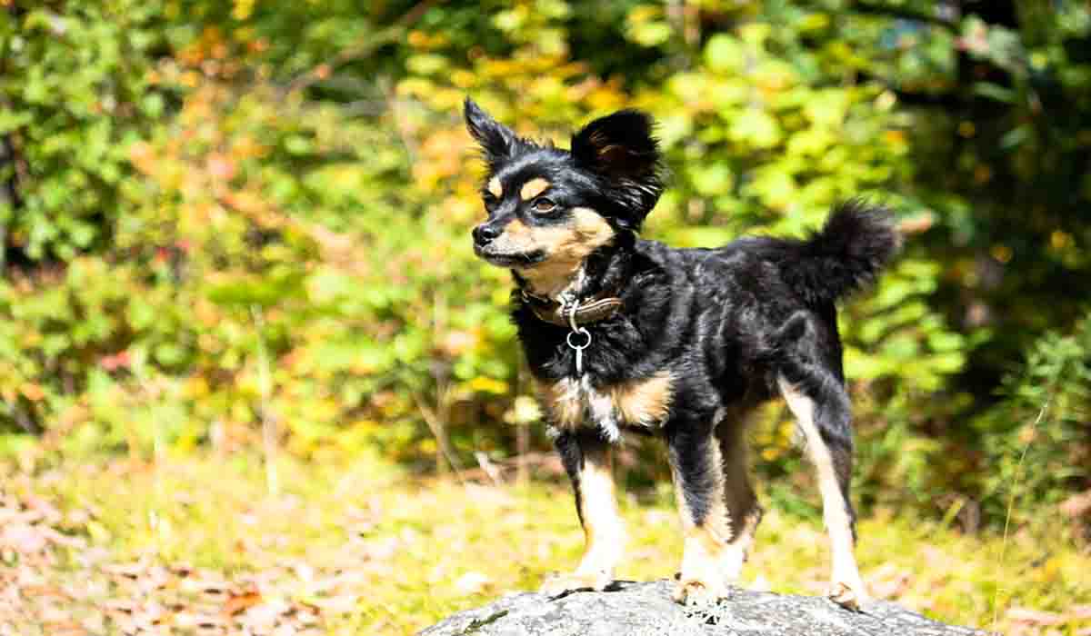 Chion - RuffChamp.com