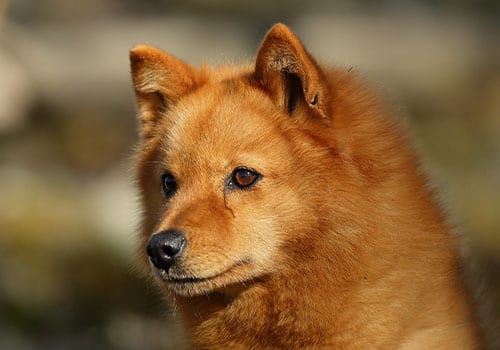 Finnish Spitz | RuffChamp.com
