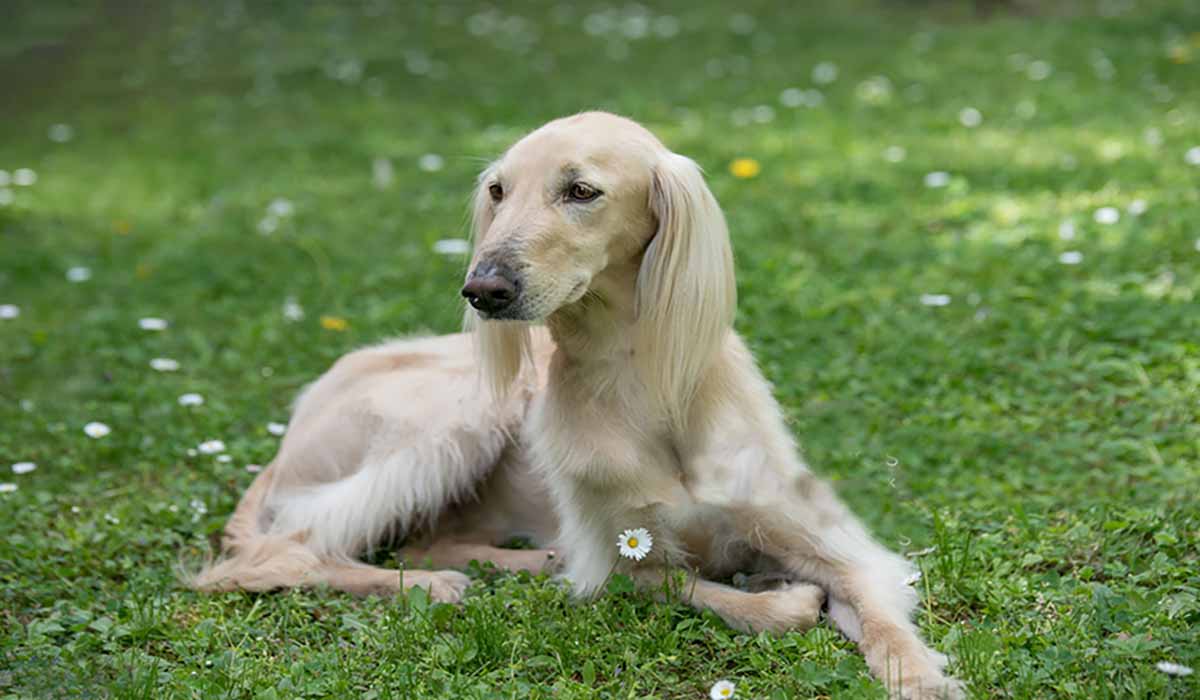 Taigan | RuffChamp.com