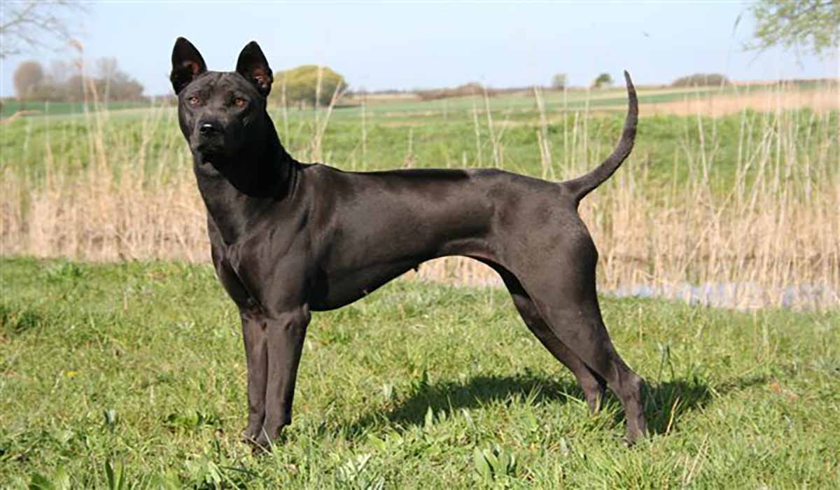 Thai Ridgeback - RuffChamp.com