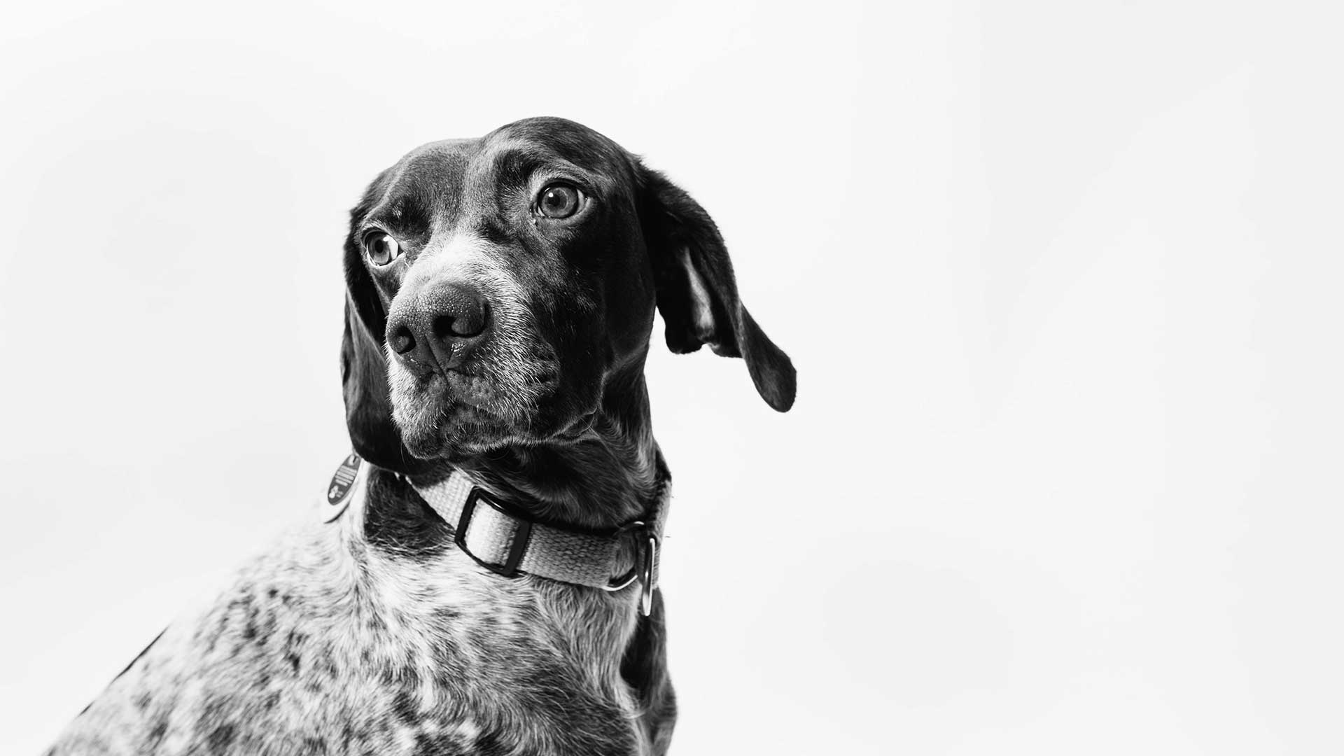 Top 11 Reasons To Get A Rescue Dog RuffChamp Top 11 Reasons To Get A Rescue Dog RuffChamp