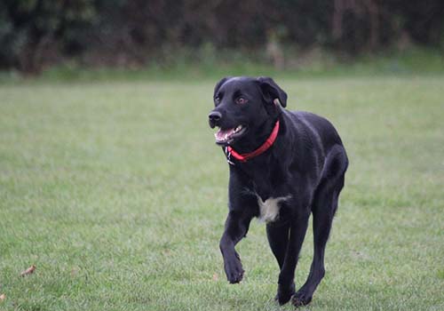 Borador | RuffChamp.com