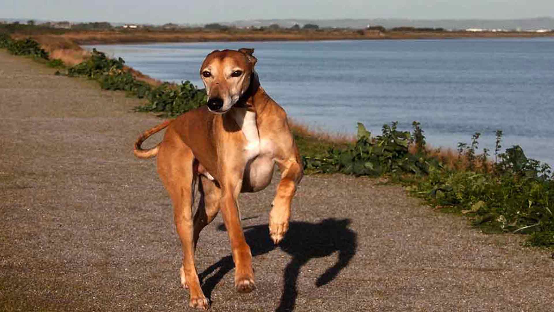 Longdog - RuffChamp.com